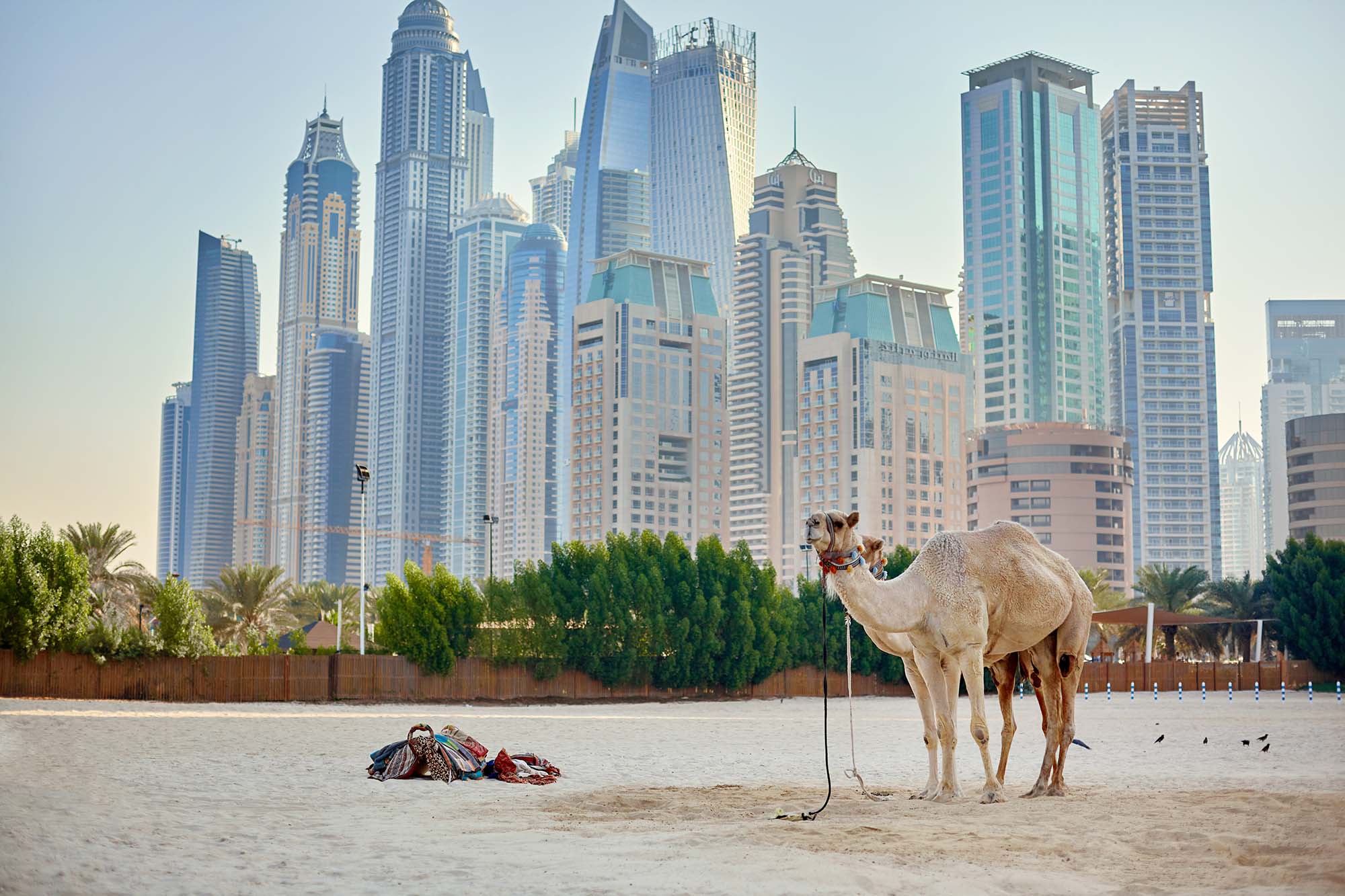 Bodyguards in Dubai: Essential Protection Services - Acies International